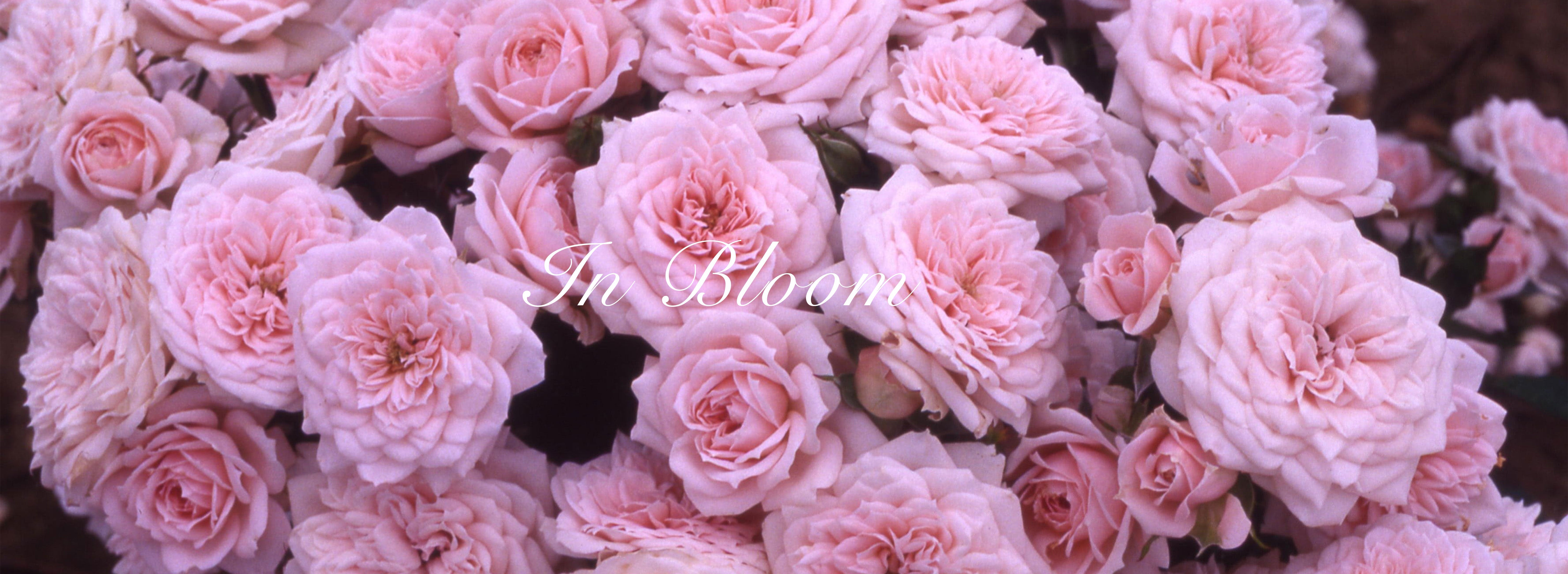 In Bloom – mari b